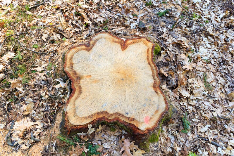 Texture of Tree Stump Detail Stock Photo - Image of organic, brown ...