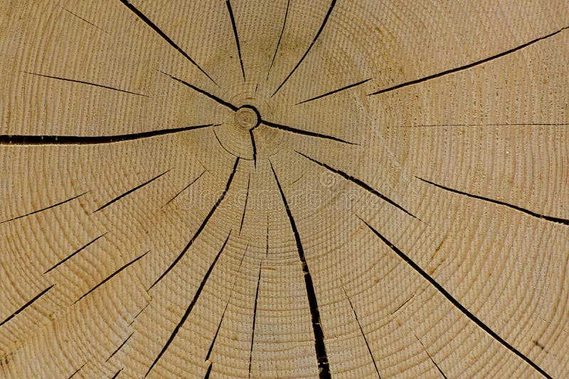 Texture of tree stump stock photo. Image of organic - 155941150