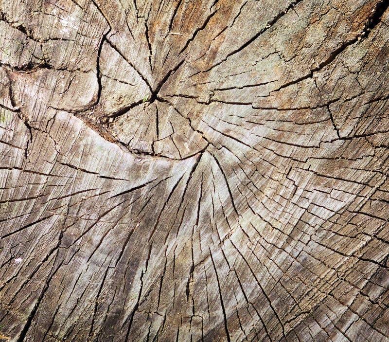 Wood Texture of Cutted Tree Trunk Stock Photo - Image of history ...