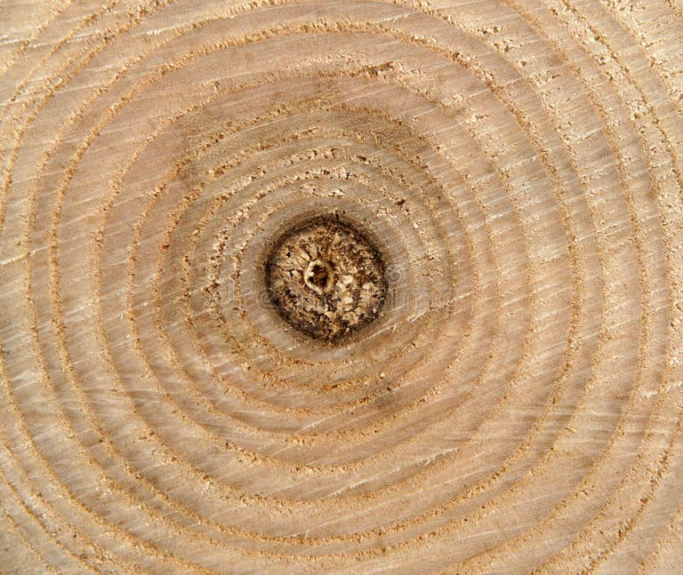 Texture of tree stump stock photo. Image of texture, abstract - 79808304