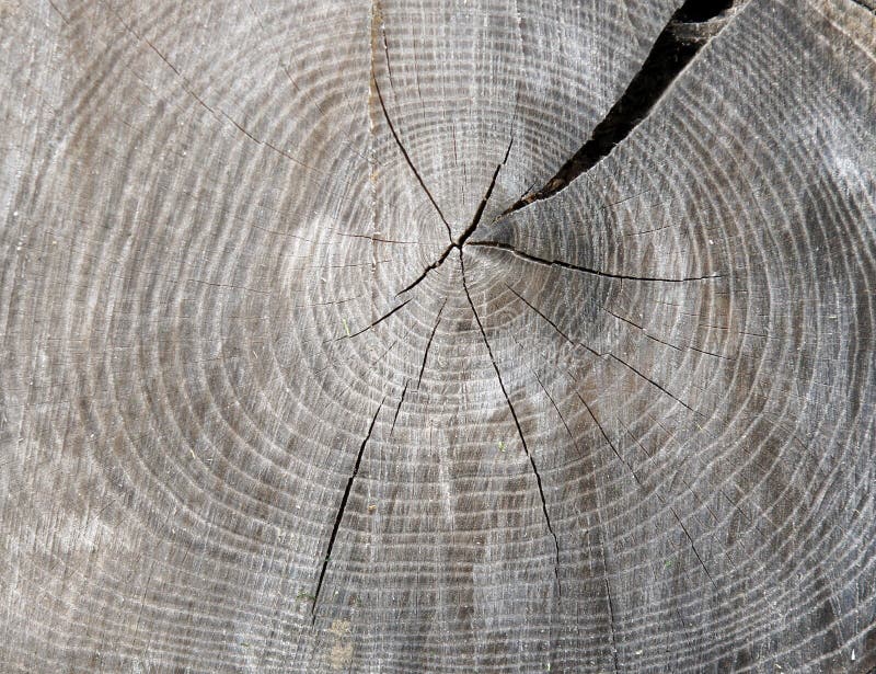 Texture of tree stump stock image. Image of strong, concentric - 79809213