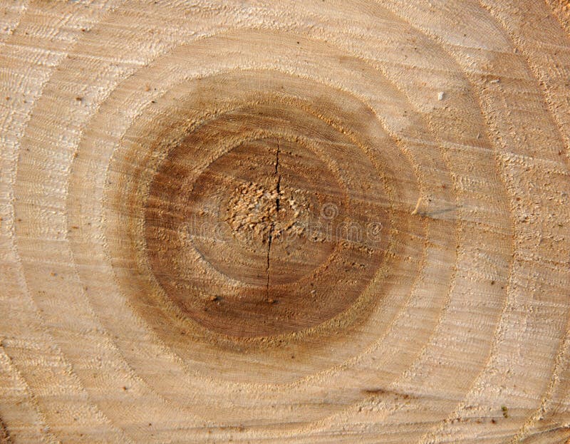 Texture of tree stump stock photo. Image of natural, history - 79809608