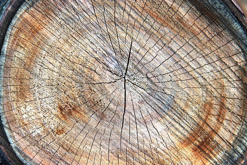 Texture of Tree Stump. Sawed Timber Wood Background Stock Photo - Image ...