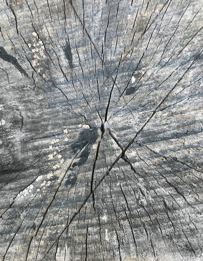 Texture Tree Stump Trunk, Stems Stock Image - Image of florest, edge ...