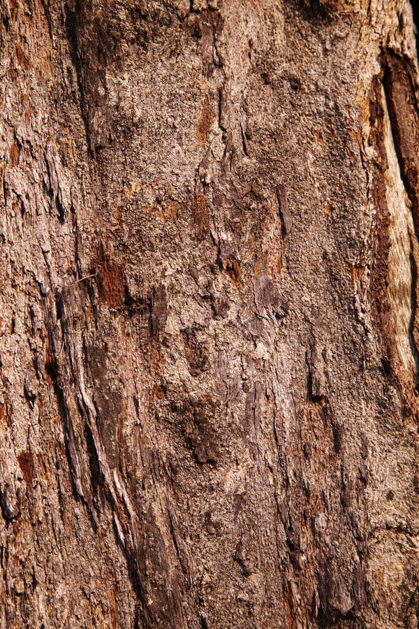 Texture from tree surface stock photo. Image of natural - 40635896