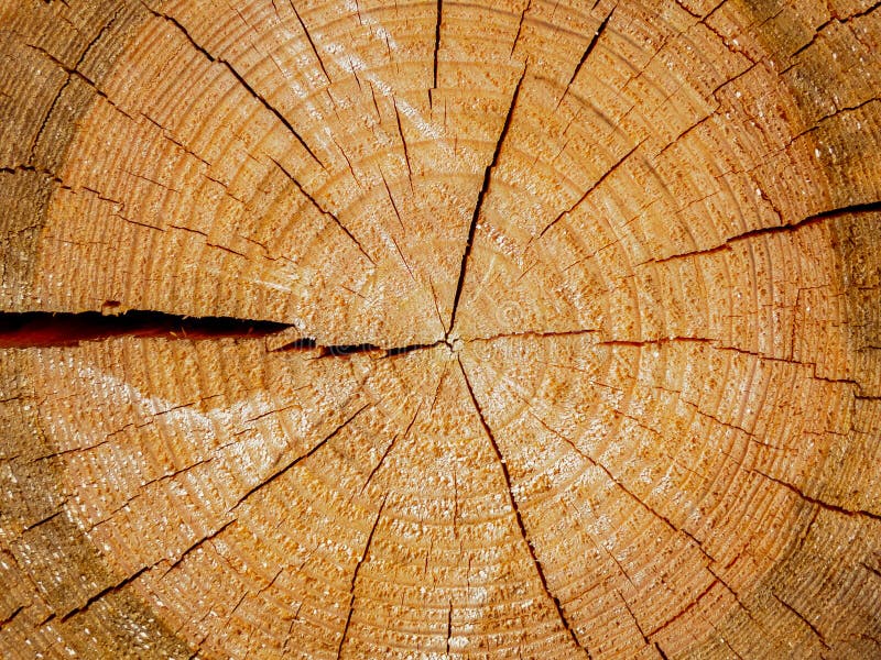 The Texture of the Tree with Traces of Saws and Cracks. Stock Photo ...