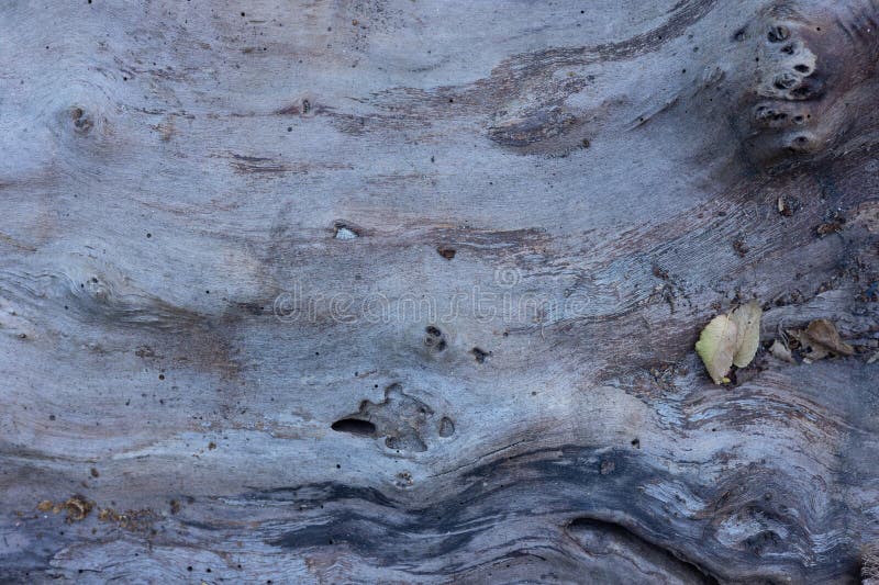 Texture of a Tree Trunk without Bark Stock Image - Image of brown ...