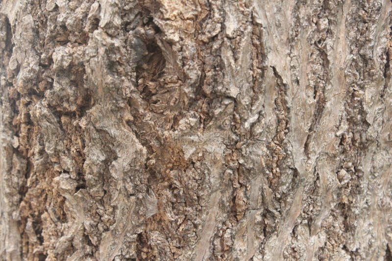 Texture Wood Tree Trunk High Resolution Stock Image - Image of close ...