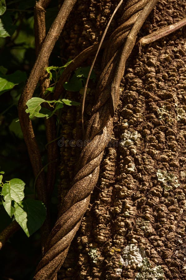 Vine Wrapped Around a Tree Trunk. Stock Image - Image of ecology ...