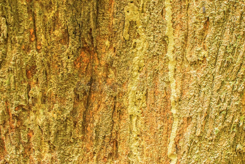 Texture of tree trunk stock photo. Image of detail, timber - 98743560