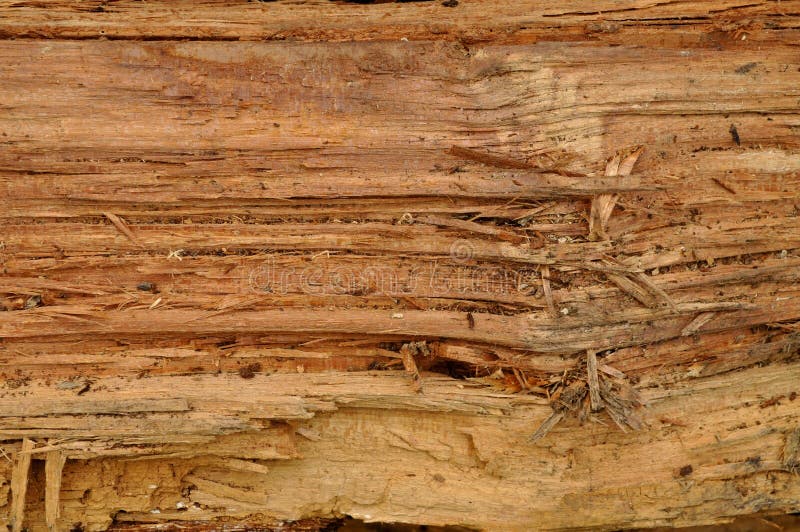 Texture tree trunk stock photo. Image of periphery, supported - 92357954