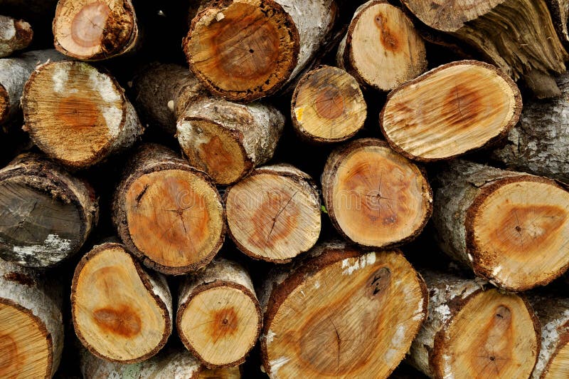 Texture tree trunk stock photo. Image of occupies, main - 92357968