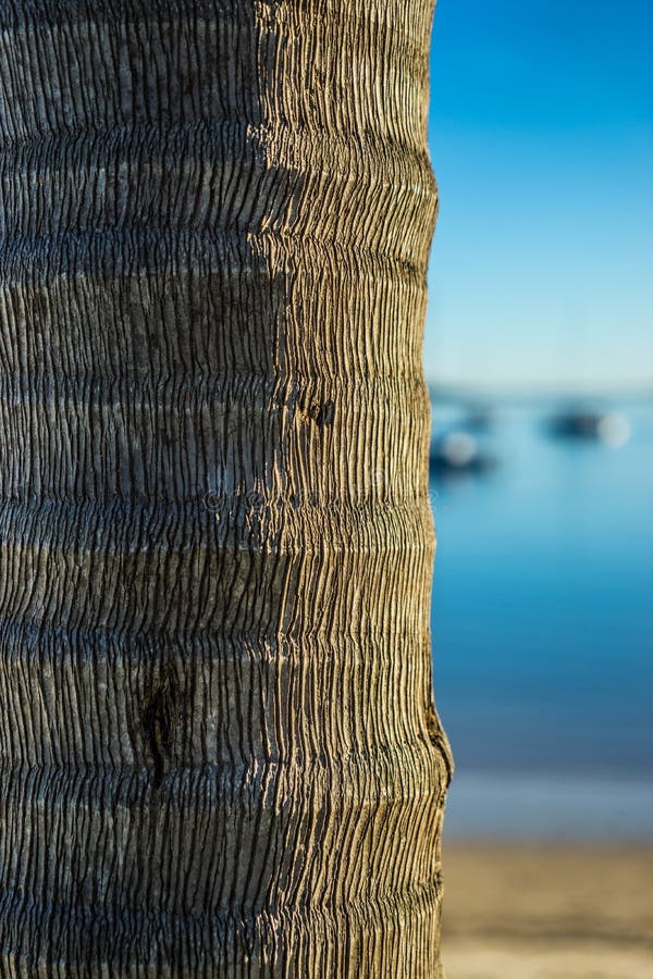 Texture of Tree Trunk Next To the Ocean Stock Image - Image of board ...