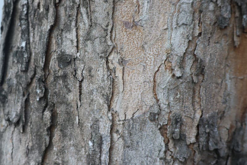 The Texture of the Tree Trunk with Rough, Cracked Bark Shows the ...