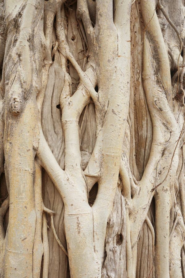Sepia tree stock photo. Image of lonely, season, tall, sycamore - 497634