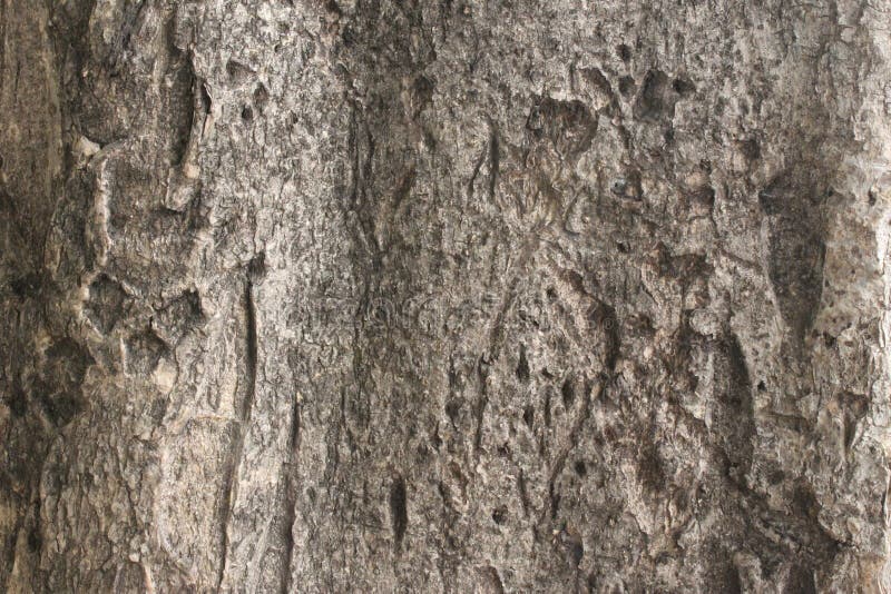 Texture of the tree trunk stock image. Image of surface - 210266047