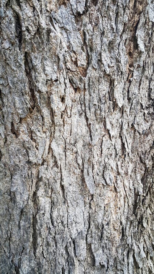 Texture of Tree Trunk Surface. Background of Natural Pattern on Tree ...