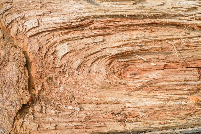 Texture of a tree trunk. stock photo. Image of bark - 190863410