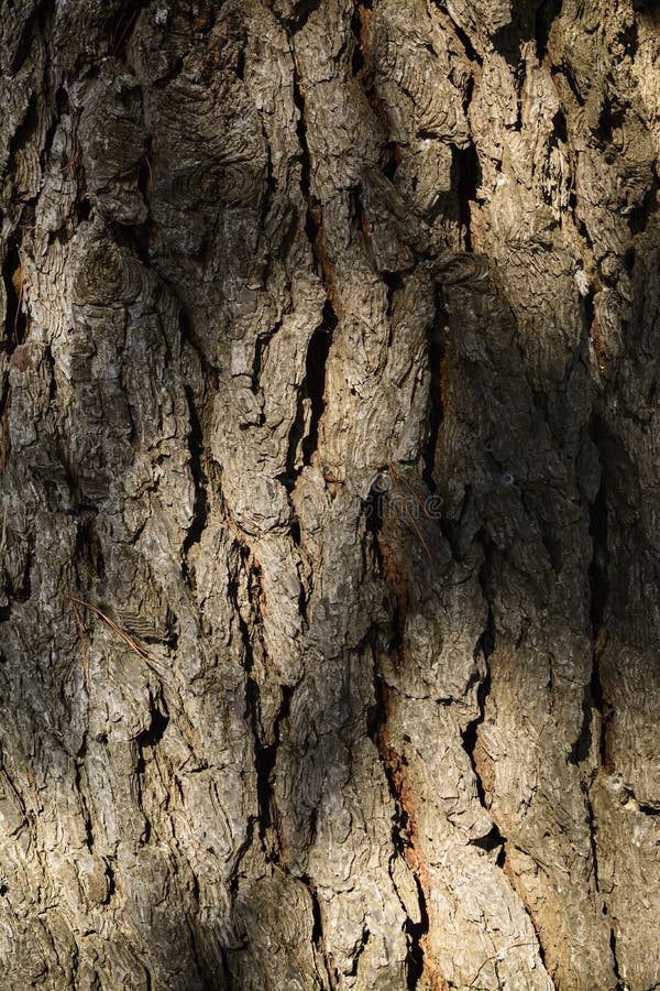 Texture of a tree trunk stock image. Image of background - 92496337
