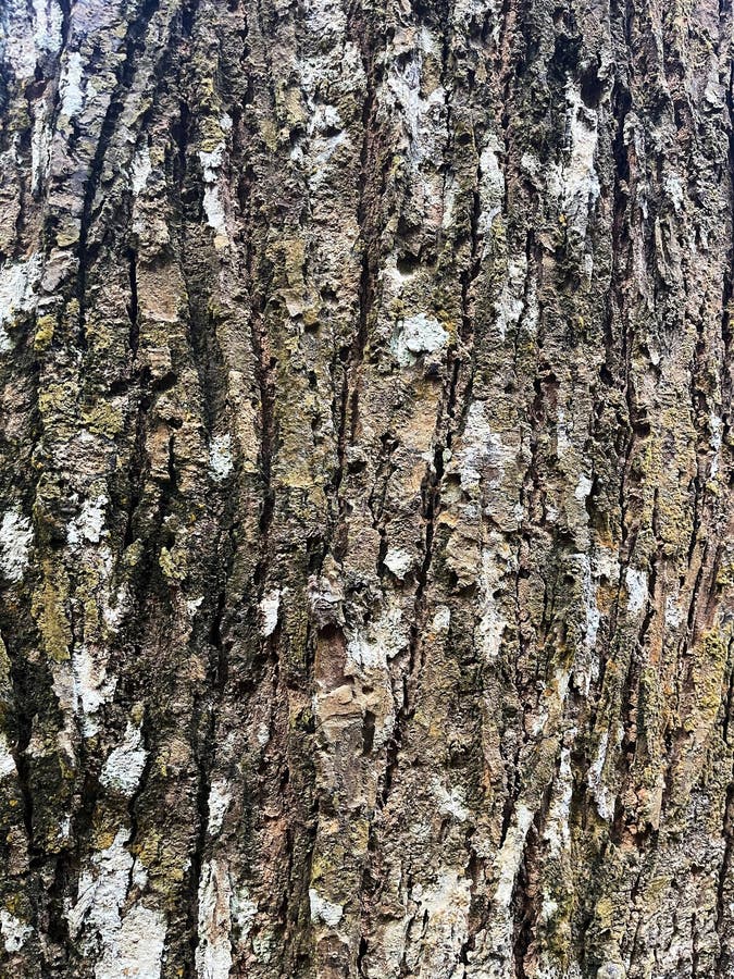 Tree bark. stock image. Image of growth, circle, element - 288110673