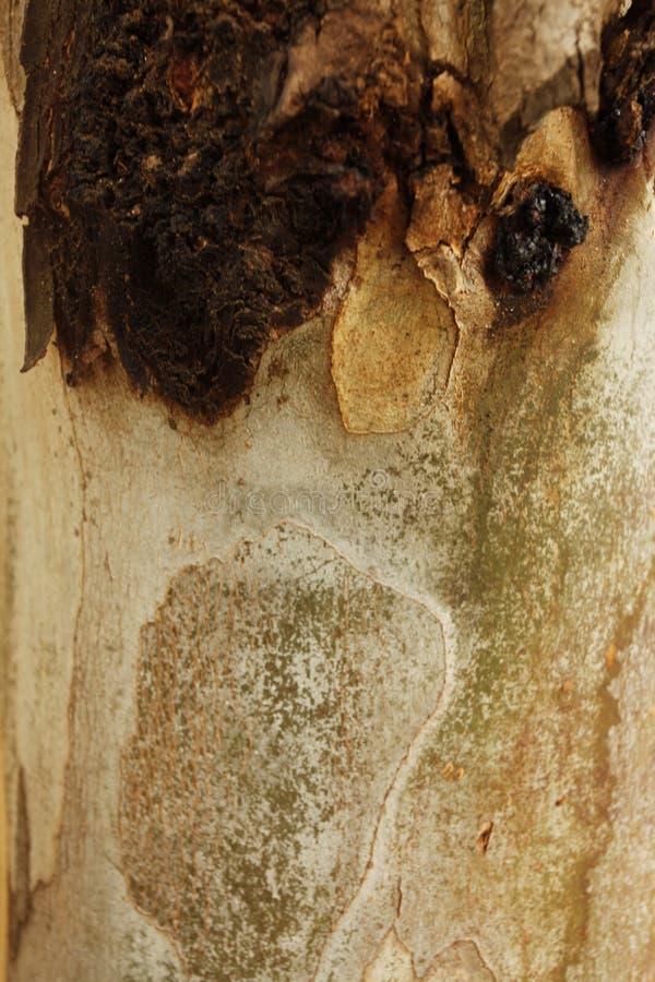 Texture of an Tree Trunk with Vertical Bark Patterns Stock Image ...