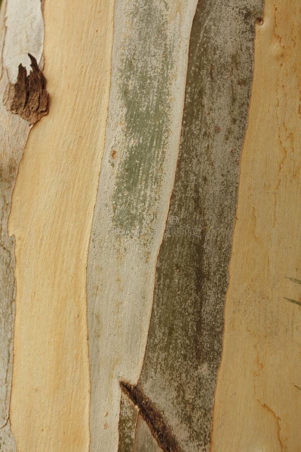 Texture of an Tree Trunk with Vertical Bark Patterns Stock Photo ...