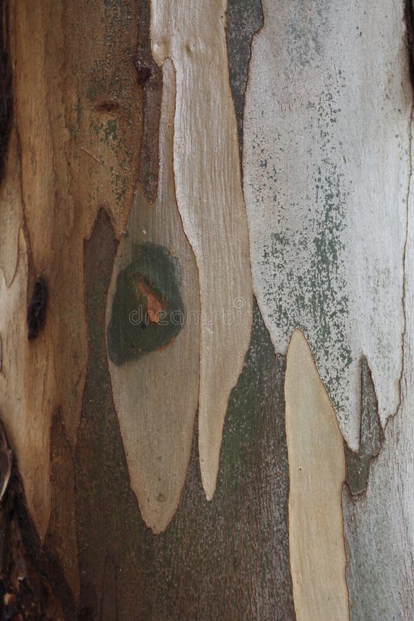 Texture of an Tree Trunk with Vertical Bark Patterns Stock Image ...