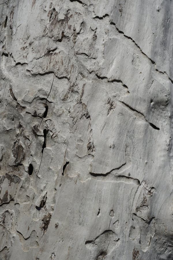 Texture of a Tree Trunk Washed Up on the Rocks by the Surf. Stock Image ...