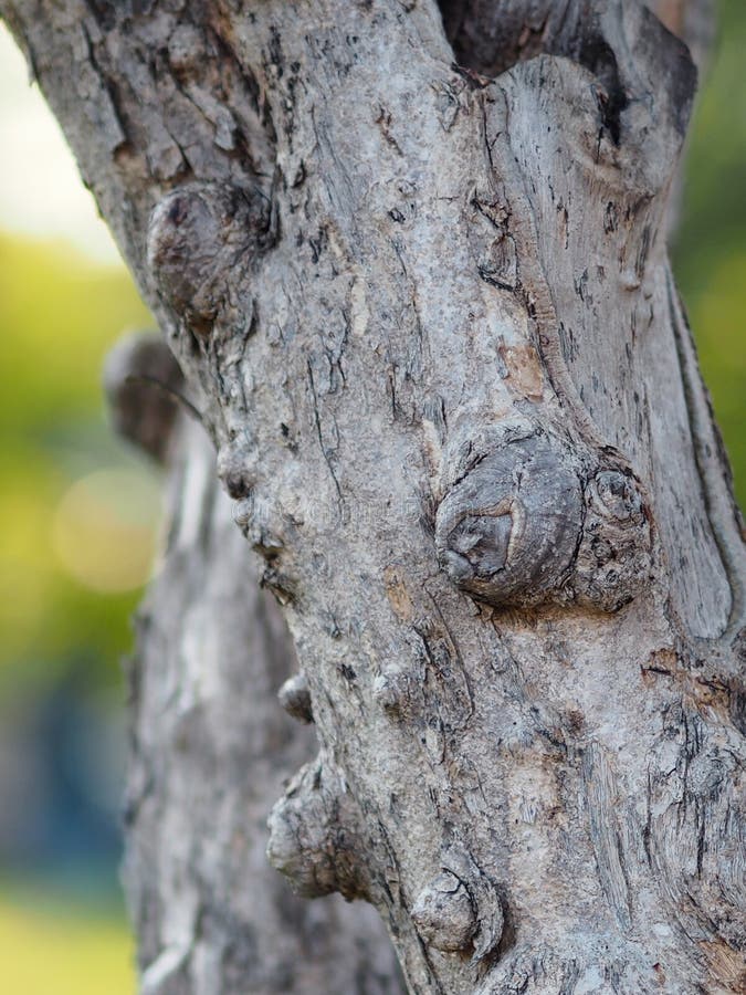 Texture Tree Trunk Wood Eye Texture Rough Skin Bark Plant Stock Photo ...