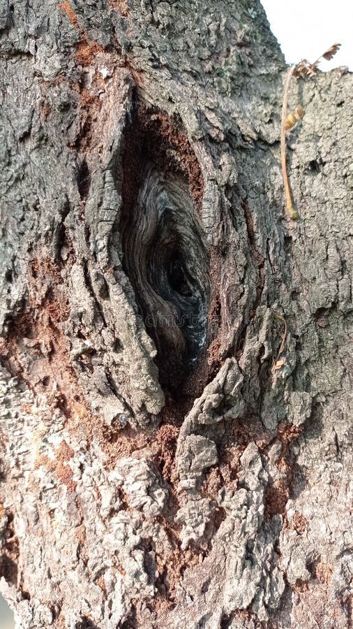 Texture on tree trunks stock photo. Image of tree, trunks - 288028198