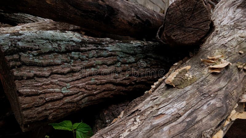 Texture of Tree Trunks that Live and Grow in the Forest Stock Image ...