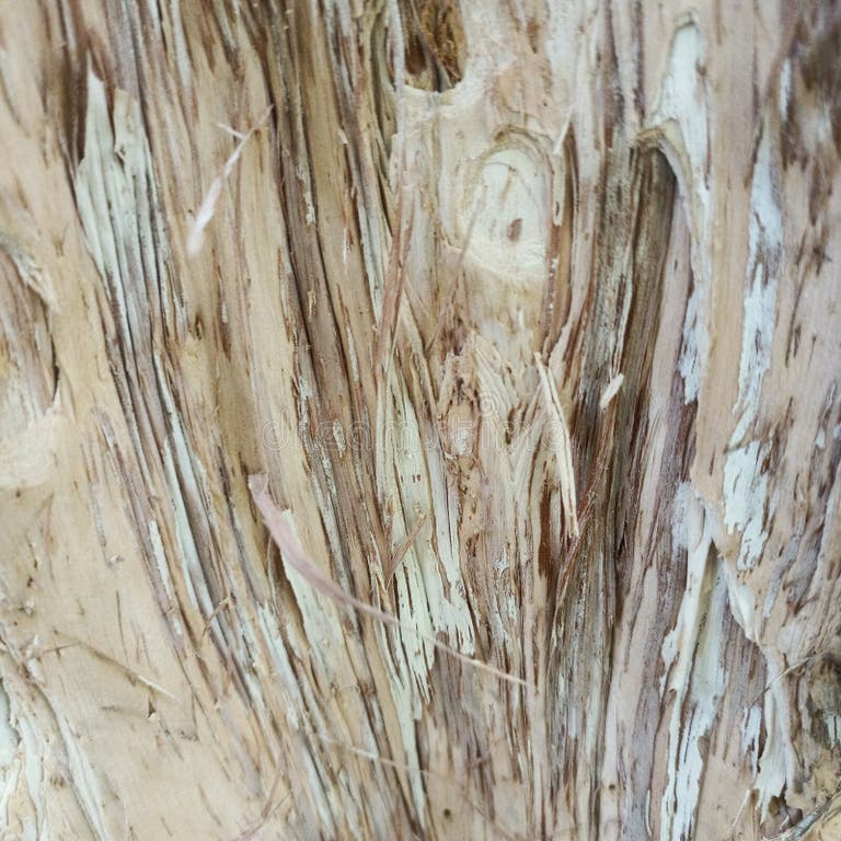 Texture of Tree Trunks Planted in Urban Forest Stock Image - Image of ...