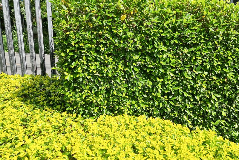 Texture of tree wall. stock photo. Image of shrub, wall - 233773322