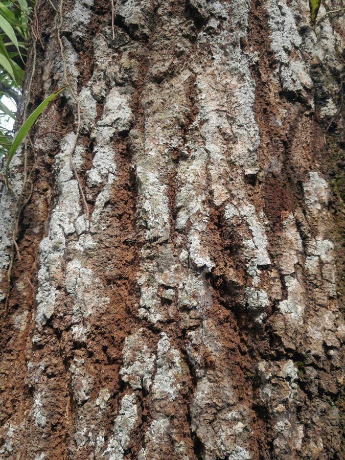 The Texture of the Tree Which Has a Unique Style Stock Photo - Image of ...