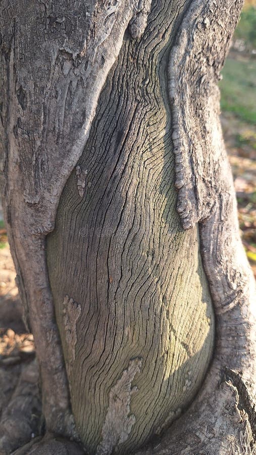 The Texture of a Tree Whose Bark Has Been Removed and Whose Trunk Has ...