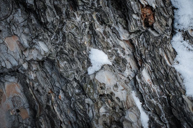 Texture of a Tree in Winter Covered with Snow and Ice Embossed Oak Bark ...