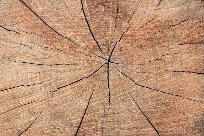 Texture of the Trees in the Forest Stock Image - Image of geology ...