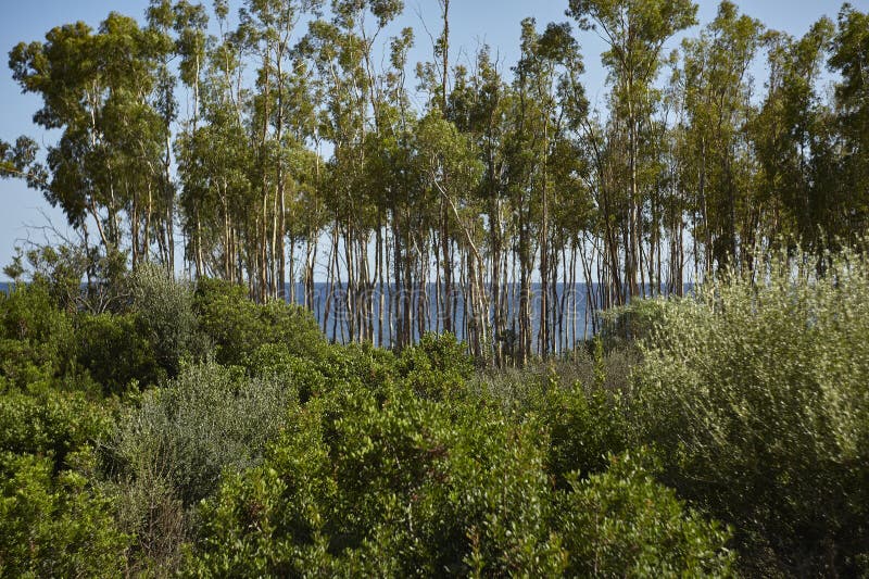 Mediterranean stain stock photo. Image of olives, ingredient - 254217612