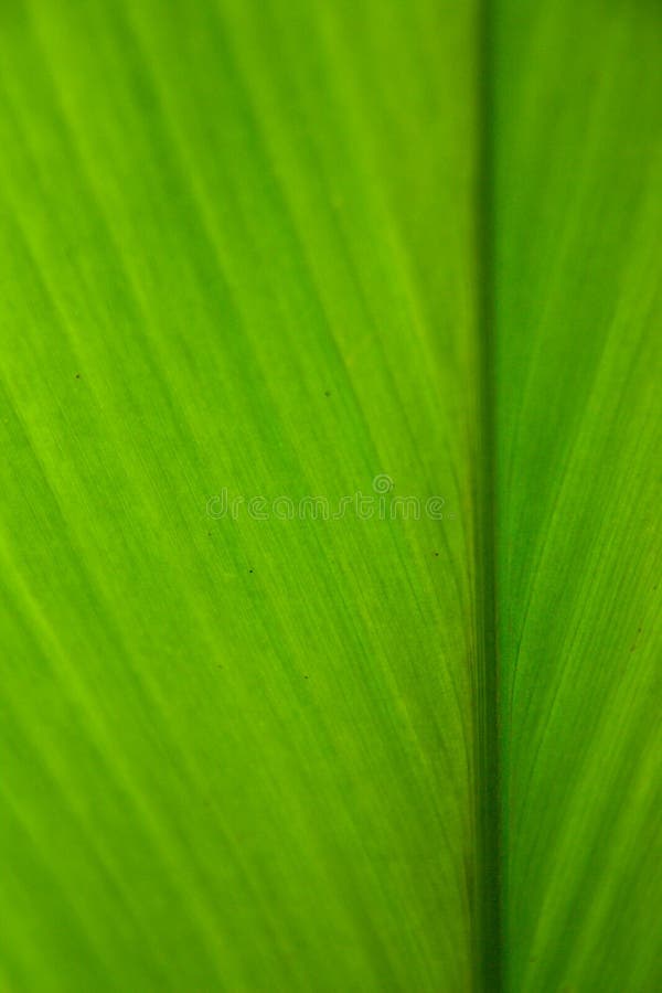 Texture of tropical leaf stock image. Image of leaf, fresh - 11648097