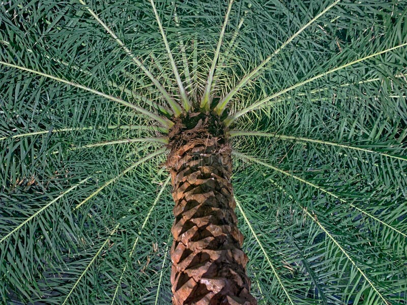 Low Angle View of a Palm Tree Stock Photo - Image of background ...