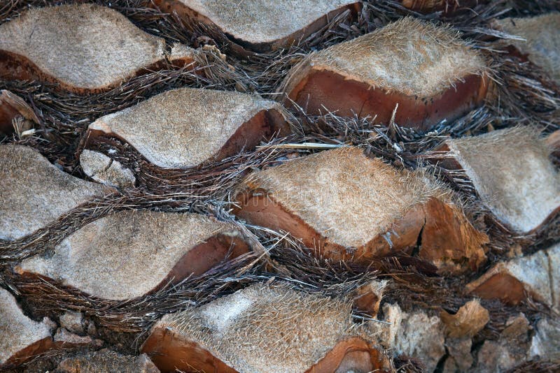 Texture of the Trunk of the African Palm Tree Stock Photo - Image of ...