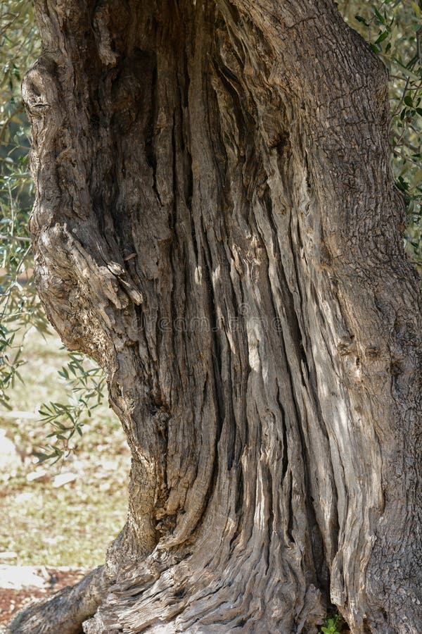 Texture of a Trunk and an Ancient Olive Tree Stock Image - Image of ...