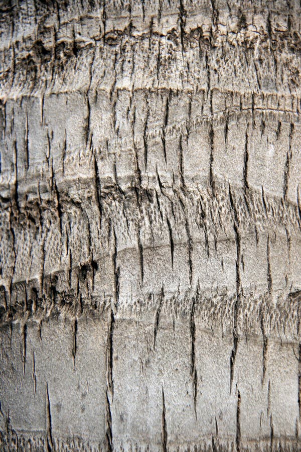 Texture of the Trunk of Coconut Tree. Pattern of the Brown Stalk Stock ...