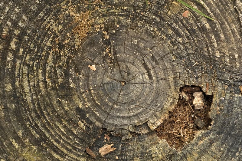 Texture: Trunk of a Cut Tree Stock Photo - Image of circular, textured ...
