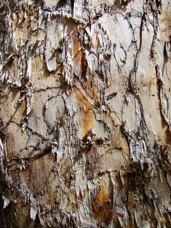 Texture of Trunk with Damaged Bark Stock Image - Image of damaged, tree ...