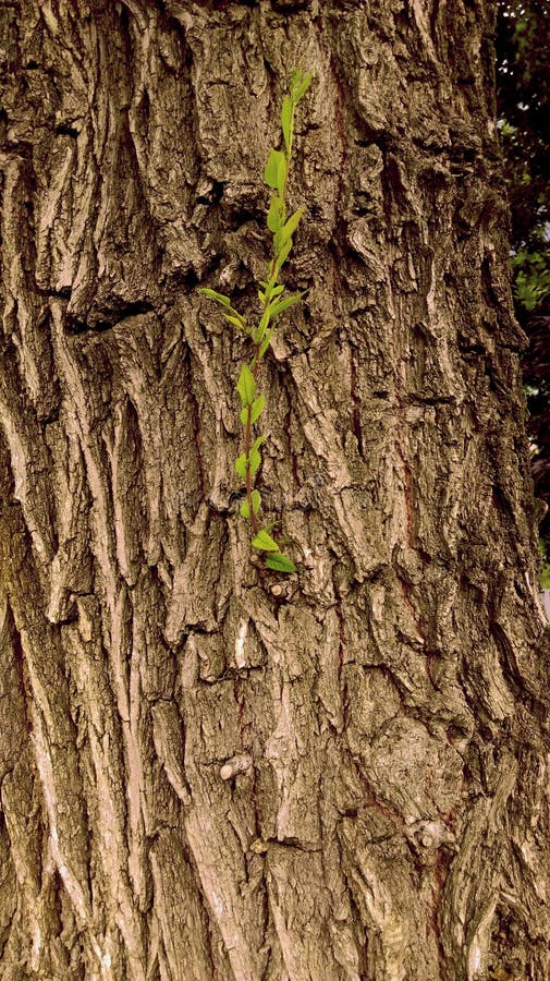 The Texture of the Trunk of a Large Tree with an Irregular Pattern on ...