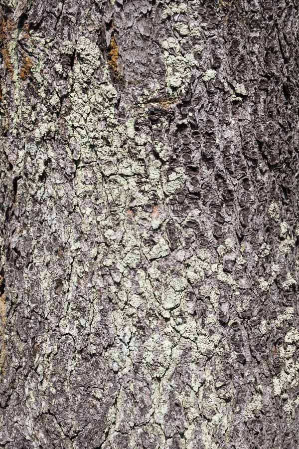 Texture of the Trunk of the Norway Spruce Stock Image - Image of abies ...