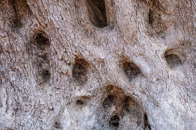 Macro of a Bark of Olive Tree Stock Photo - Image of macro, abstract ...