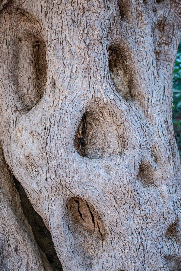 Macro of a Bark of Olive Tree Stock Photo - Image of macro, abstract ...