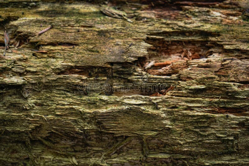 Texture of the Trunk of an Old Tree. Close-up Stock Image - Image of ...